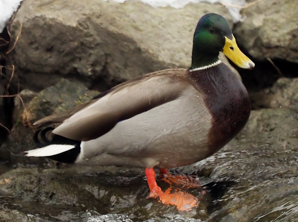 Telephoto Prime Shootout and the OM 500mm f/8 Reflex Lens – Jim Chung's ...