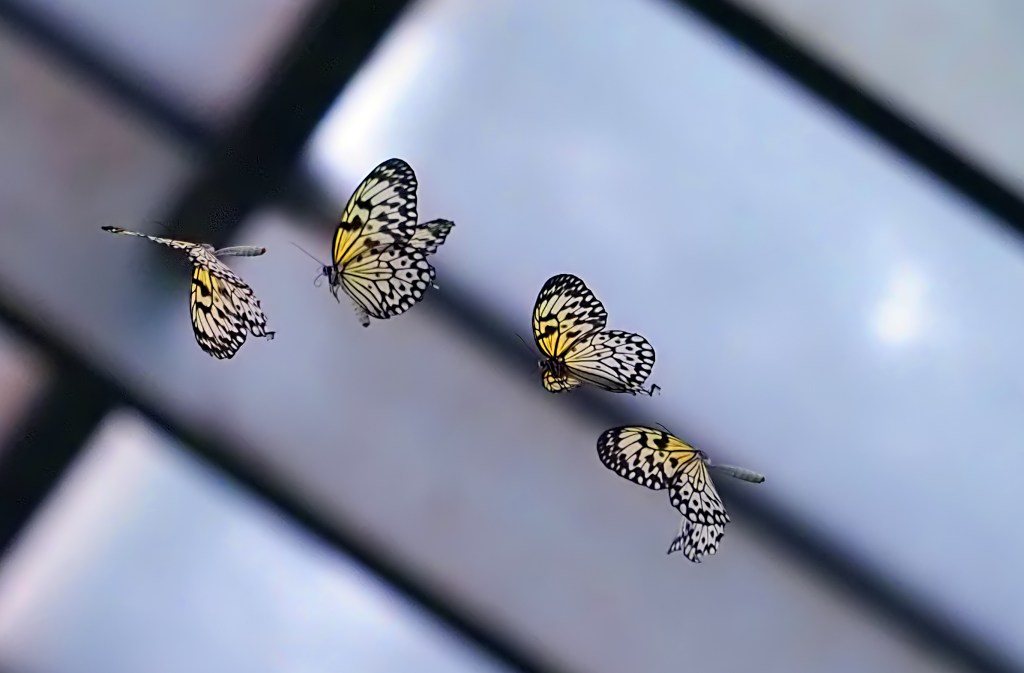 Shooting Butterflies with the E-M1X – Jim Chung's Ramblings